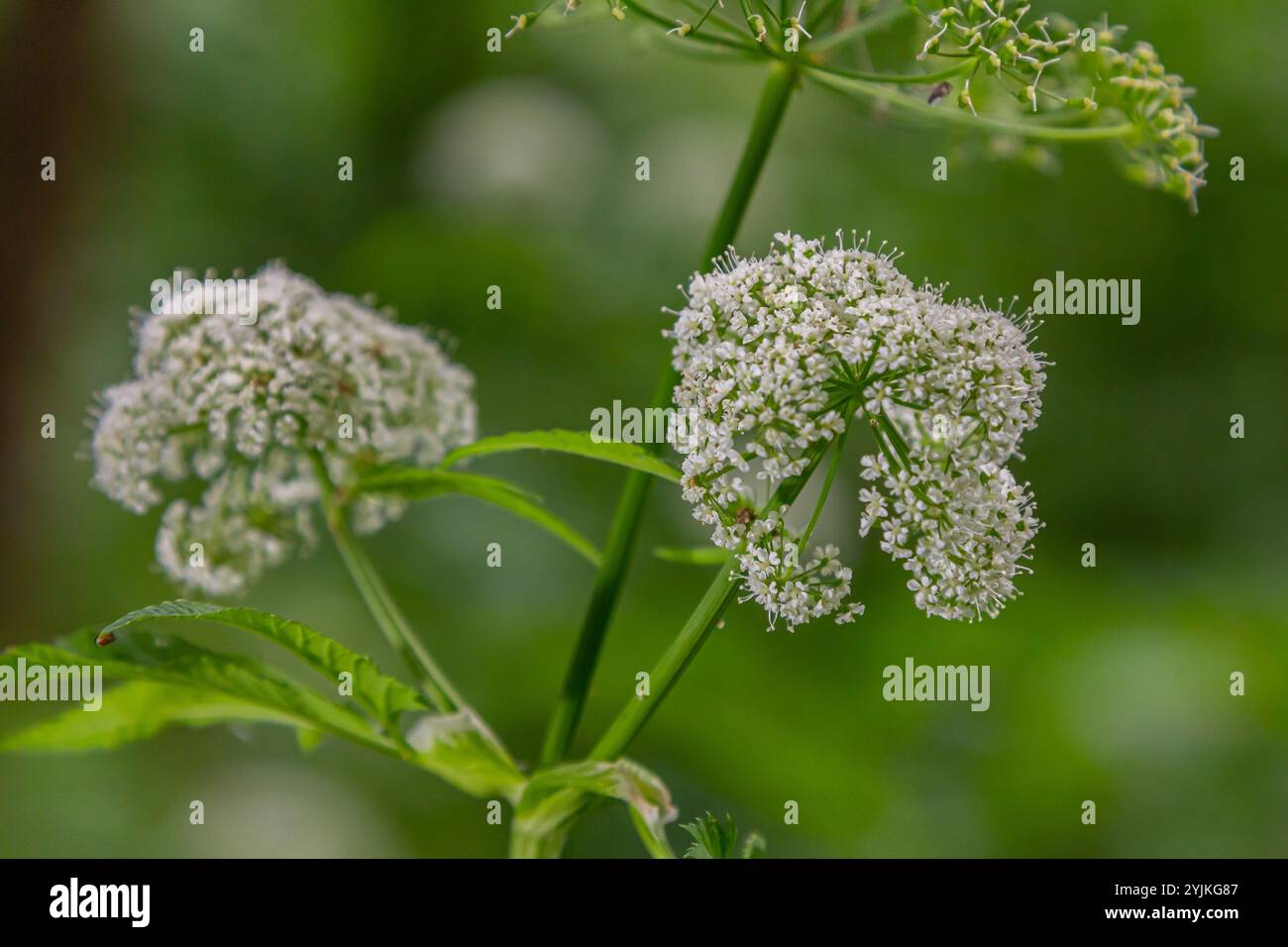 white inflorescence and green leaves of Aethusa cynapium plant Stock ...