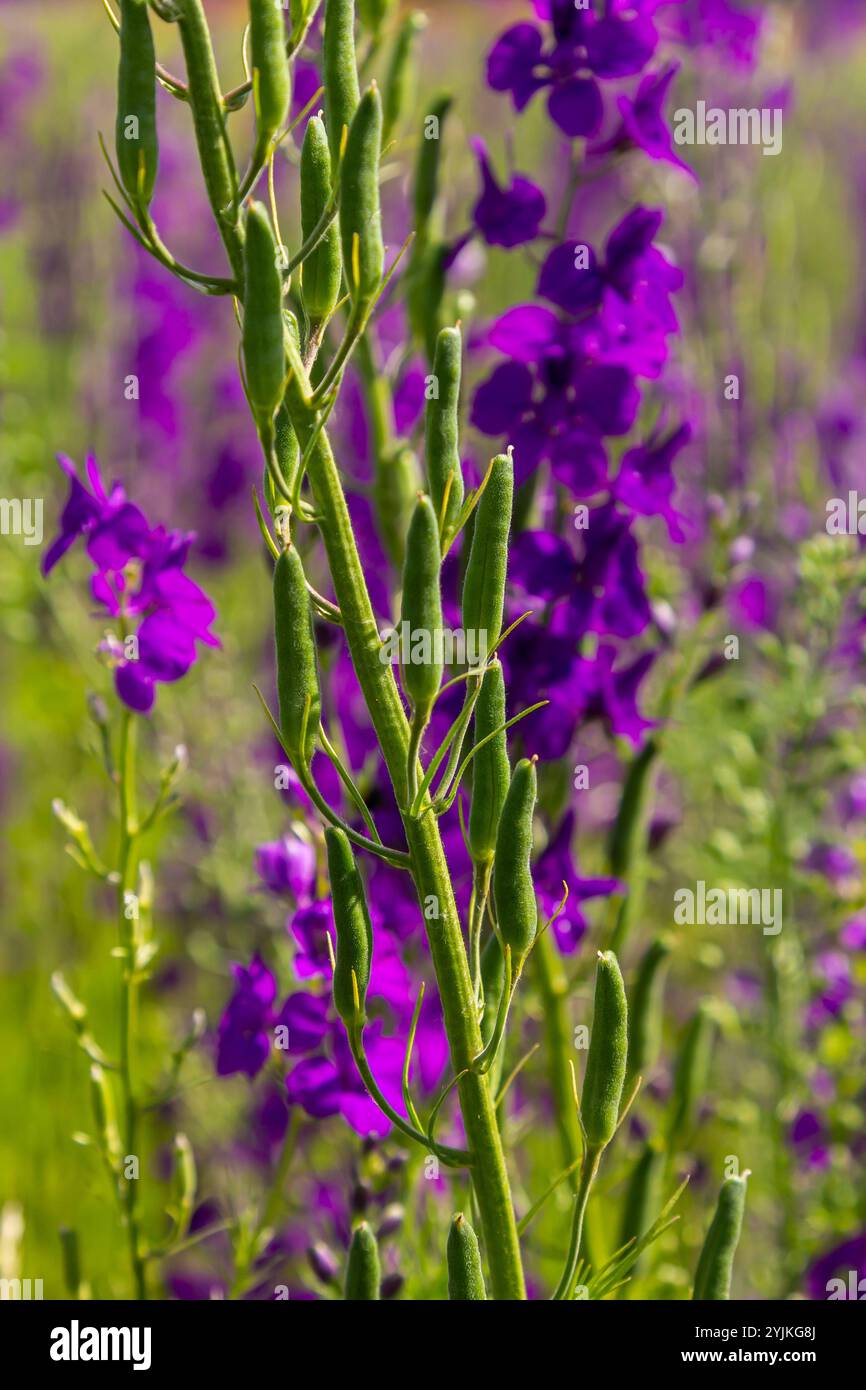 Consolida orientalis. Eastern Larkspur. Bright purple flowers on a ...