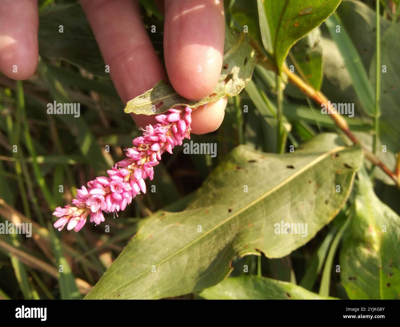 longroot smartweed (Persicaria amphibia emersa Stock Photo - Alamy