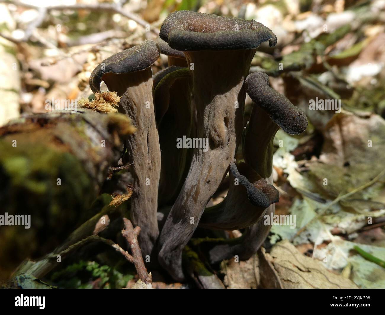 Eastern Black Trumpet (Craterellus fallax Stock Photo - Alamy