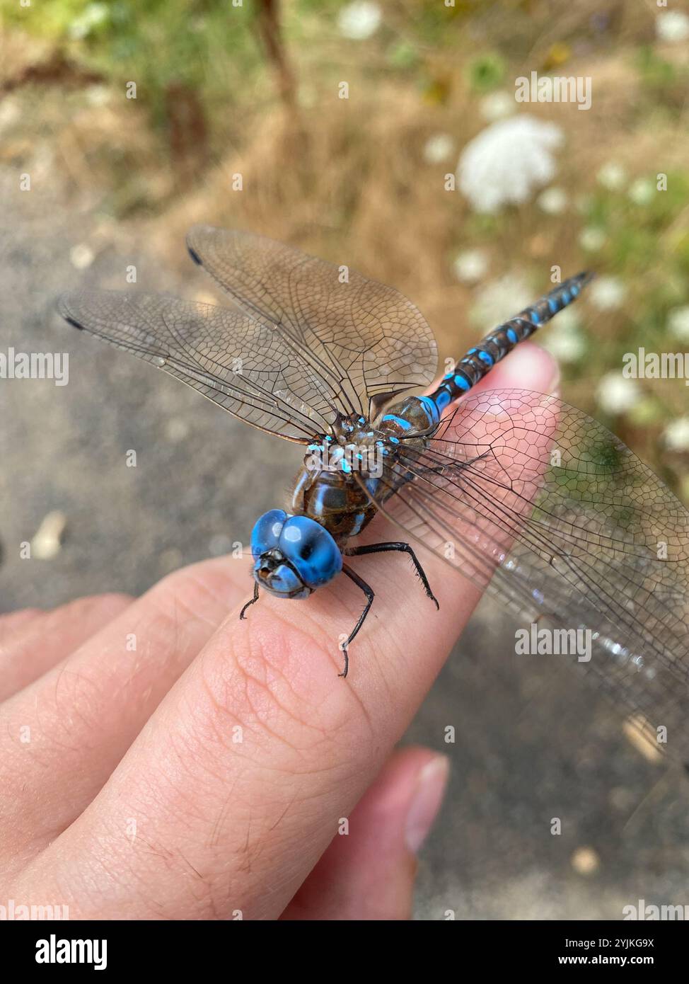 Blue-eyed Darner (Rhionaeschna multicolor Stock Photo - Alamy