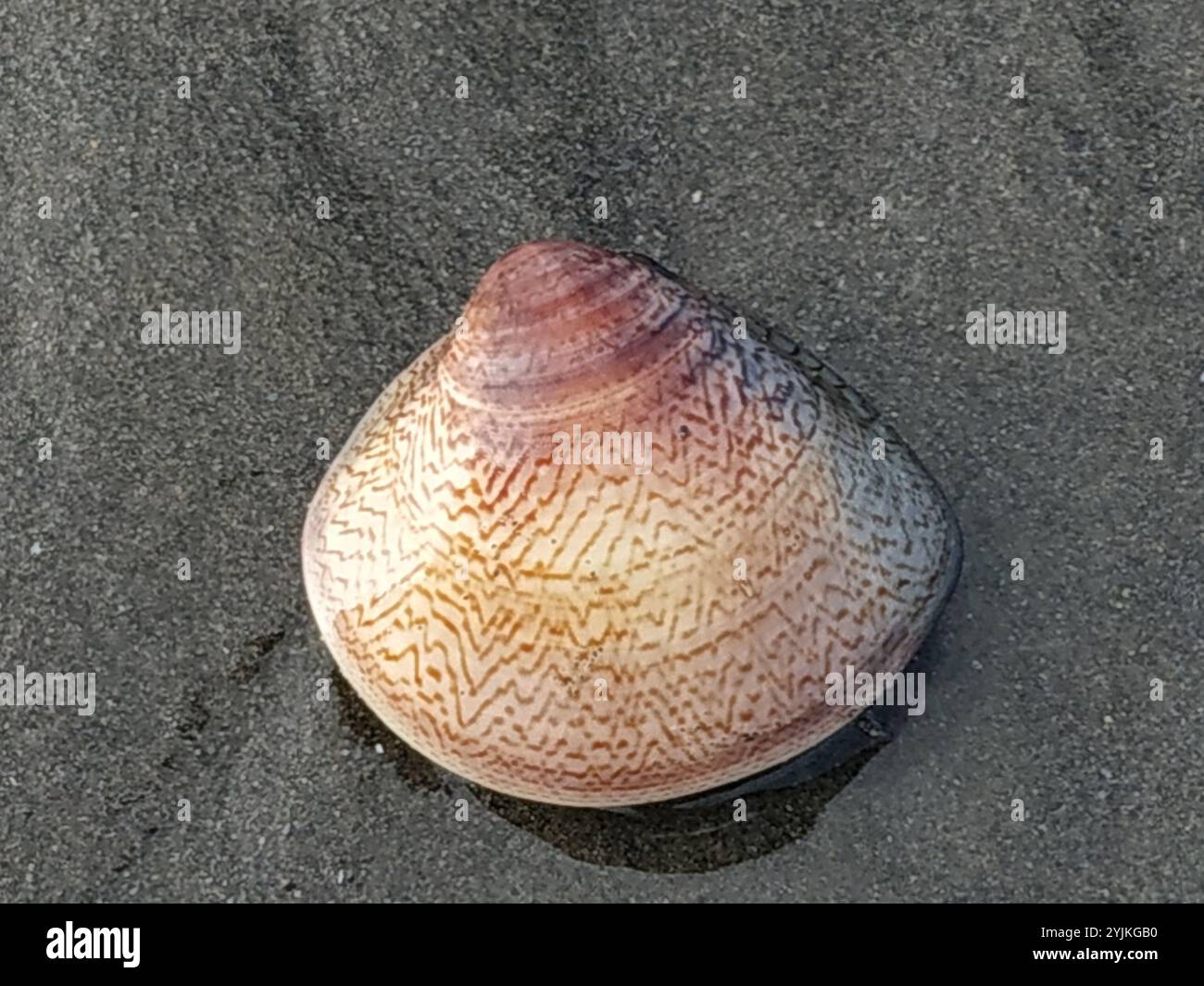 Japanese Hard Clam (Meretrix lusoria Stock Photo - Alamy