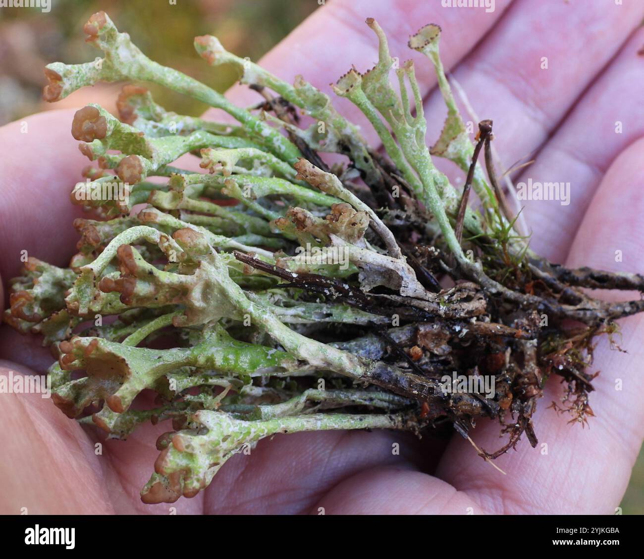 Bronzed Pixie Lichen (Cladonia gracilis turbinata Stock Photo - Alamy