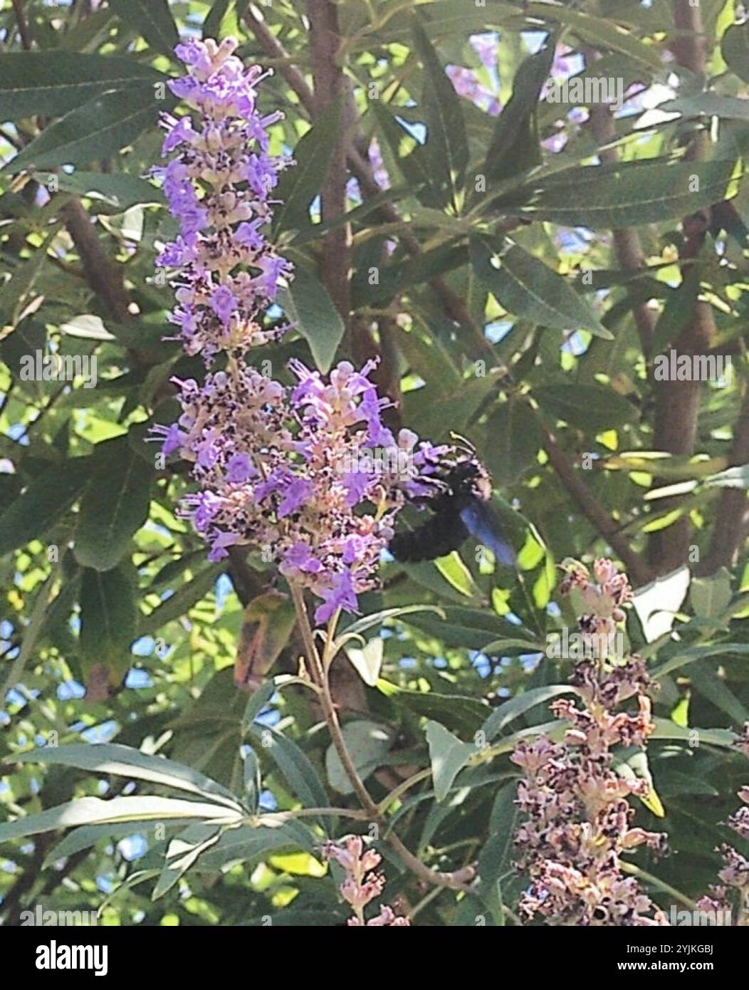 Large Carpenter Bees (Xylocopa Stock Photo - Alamy