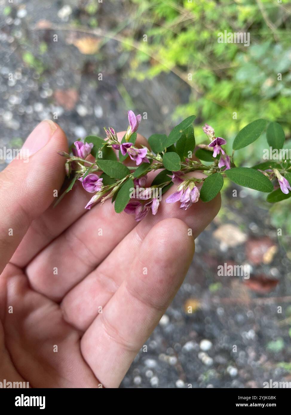 violet bush clover (Lespedeza violacea Stock Photo - Alamy