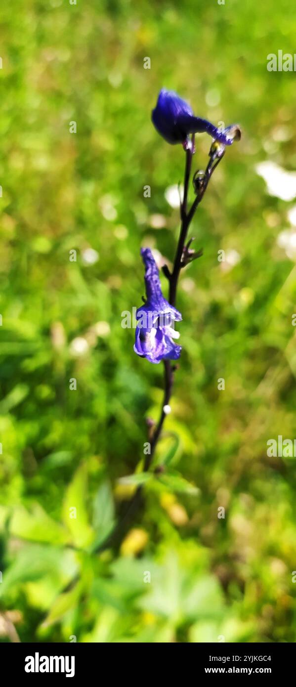 Alpine Larkspur (Delphinium elatum Stock Photo - Alamy