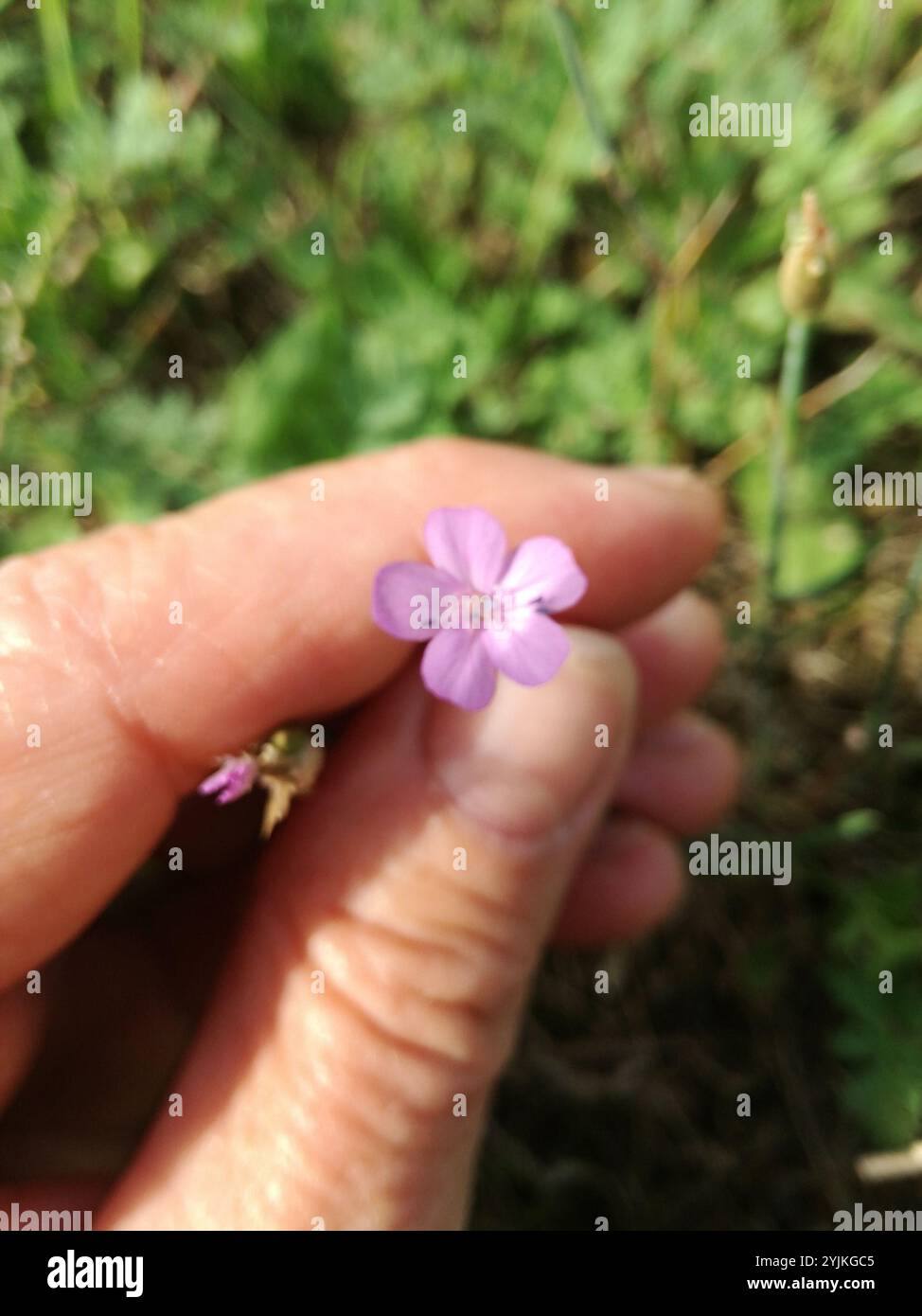 Proliferous Pink (Petrorhagia prolifera Stock Photo - Alamy