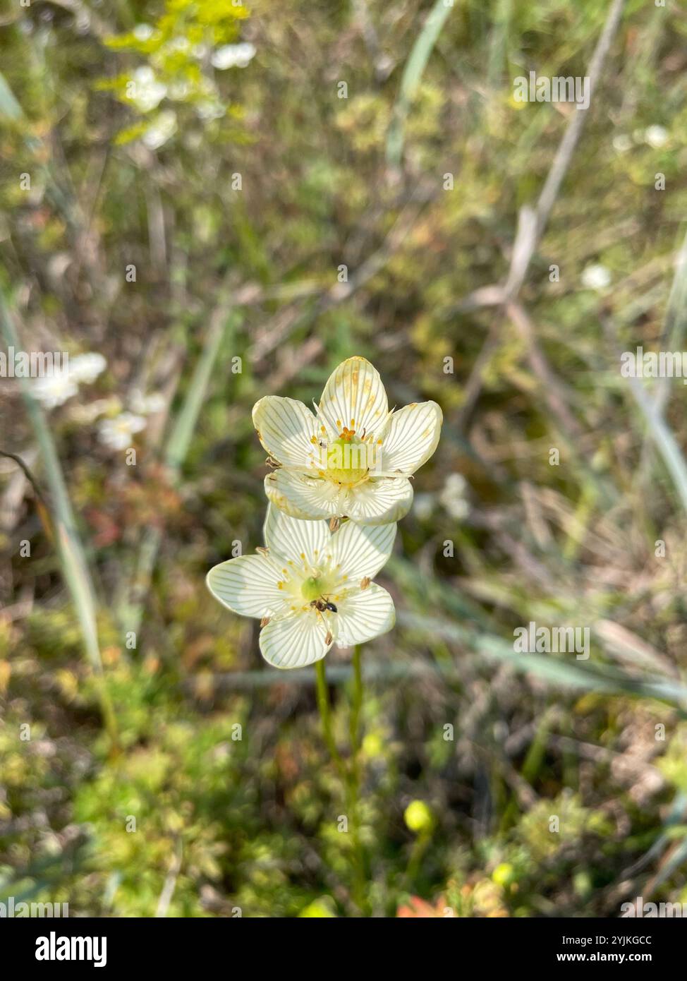 fen grass of Parnassus (Parnassia glauca Stock Photo - Alamy