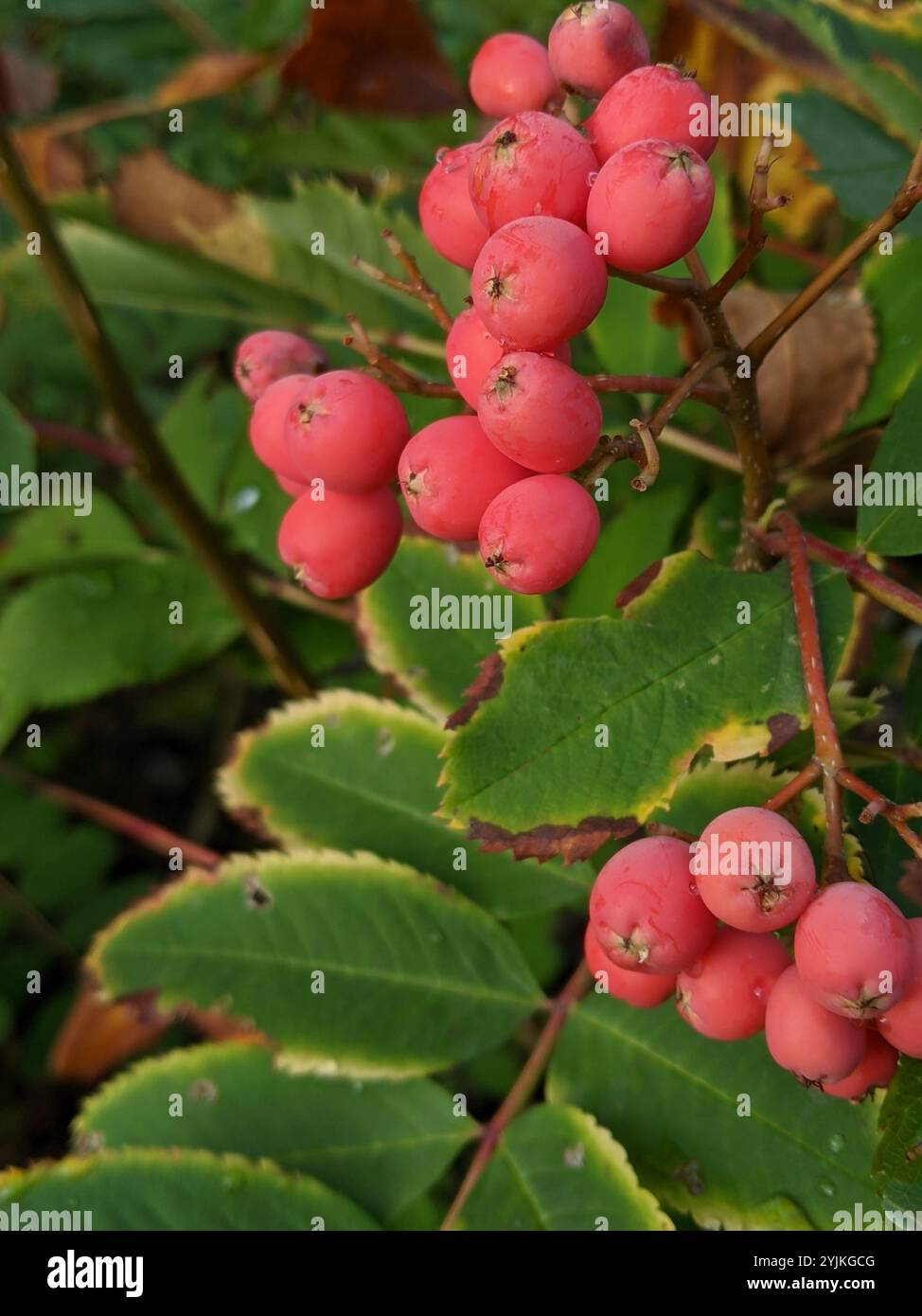 Sitka Mountain-Ash (Sorbus sitchensis Stock Photo - Alamy