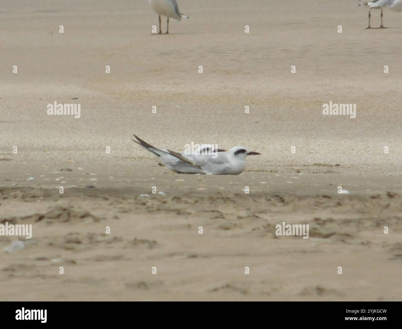 Sterna trudeaui hi-res stock photography and images - Alamy