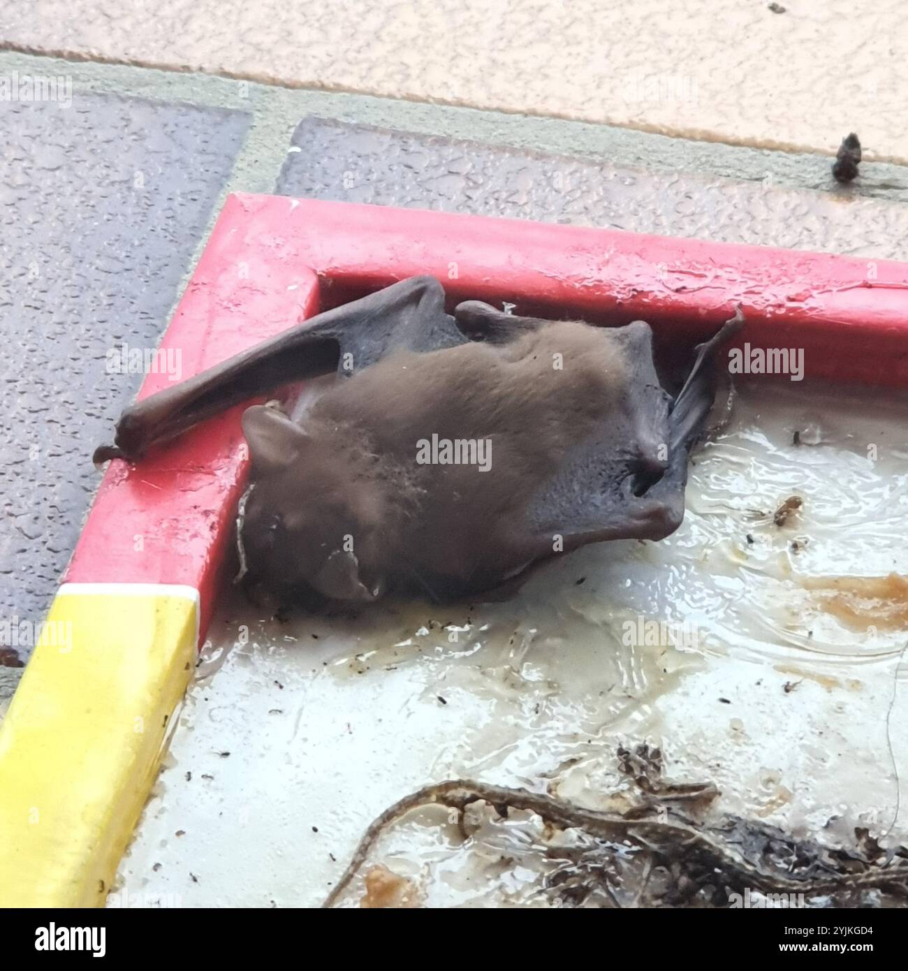 Lesser Asian Yellow Bat (Scotophilus kuhlii Stock Photo - Alamy