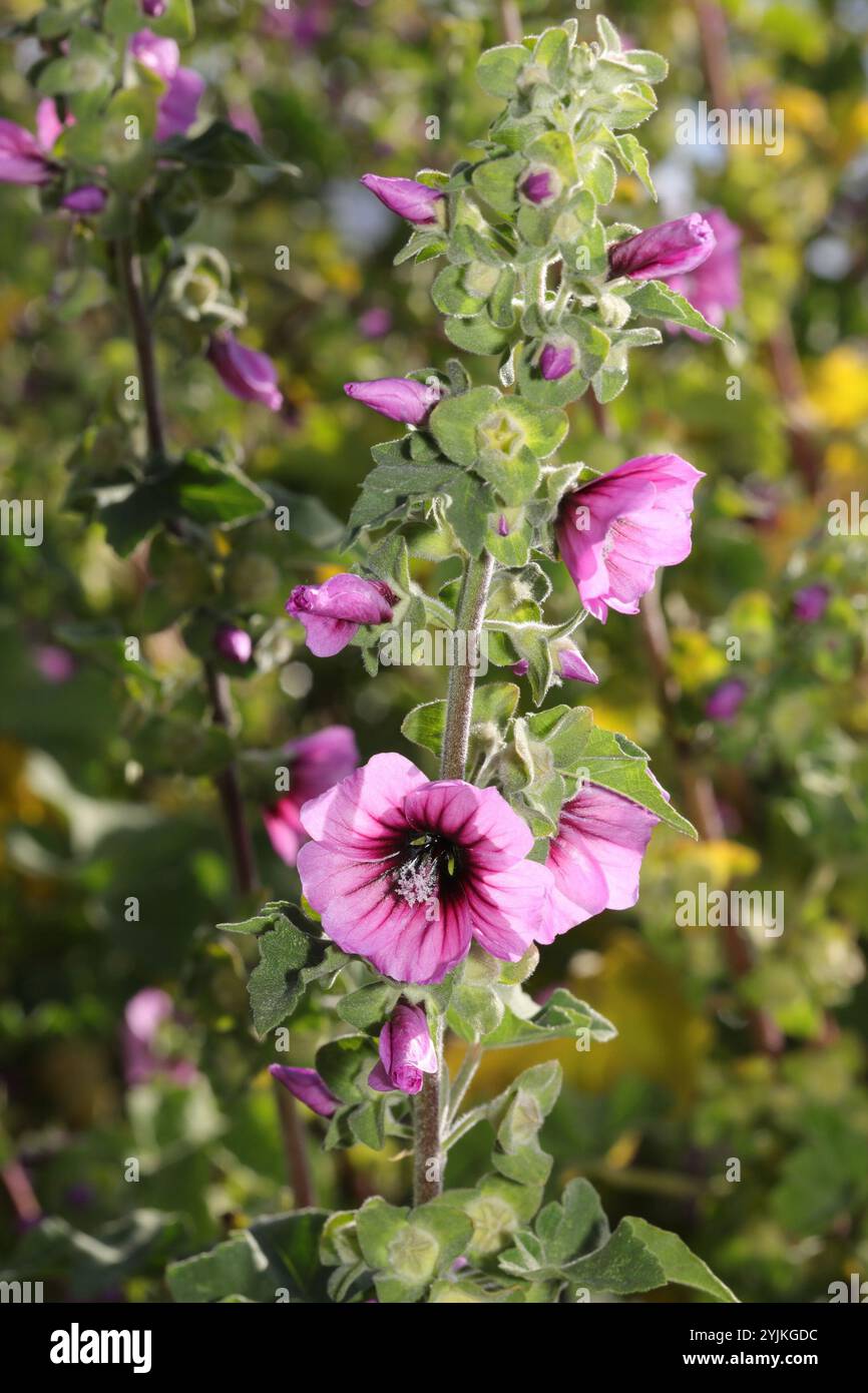 Tree Mallow (Malva arborea Stock Photo - Alamy