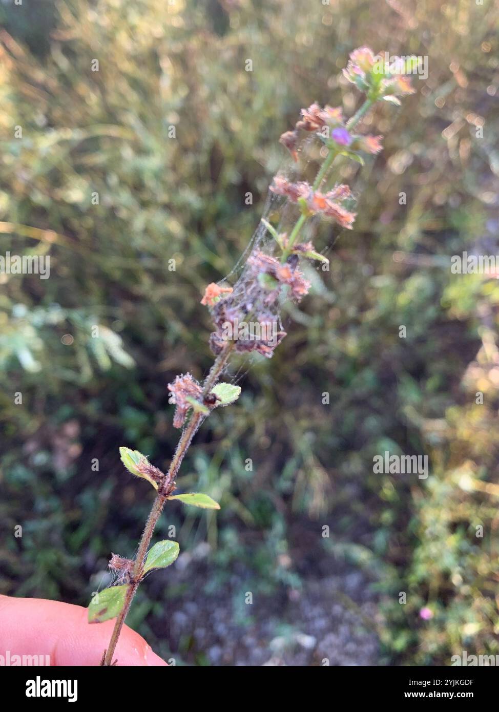basil-thyme (Clinopodium acinos Stock Photo - Alamy