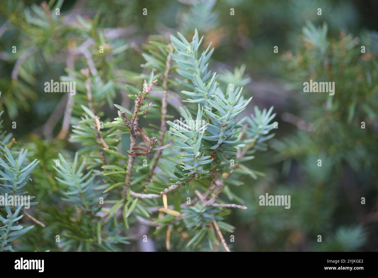 Pacific yew (Taxus brevifolia Stock Photo - Alamy
