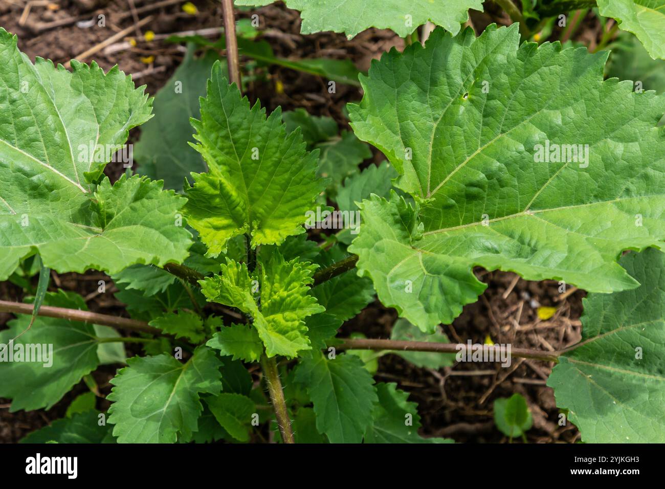 Heracleum, cow parsnip,parsnip. Green large leaves of a fast growing ...