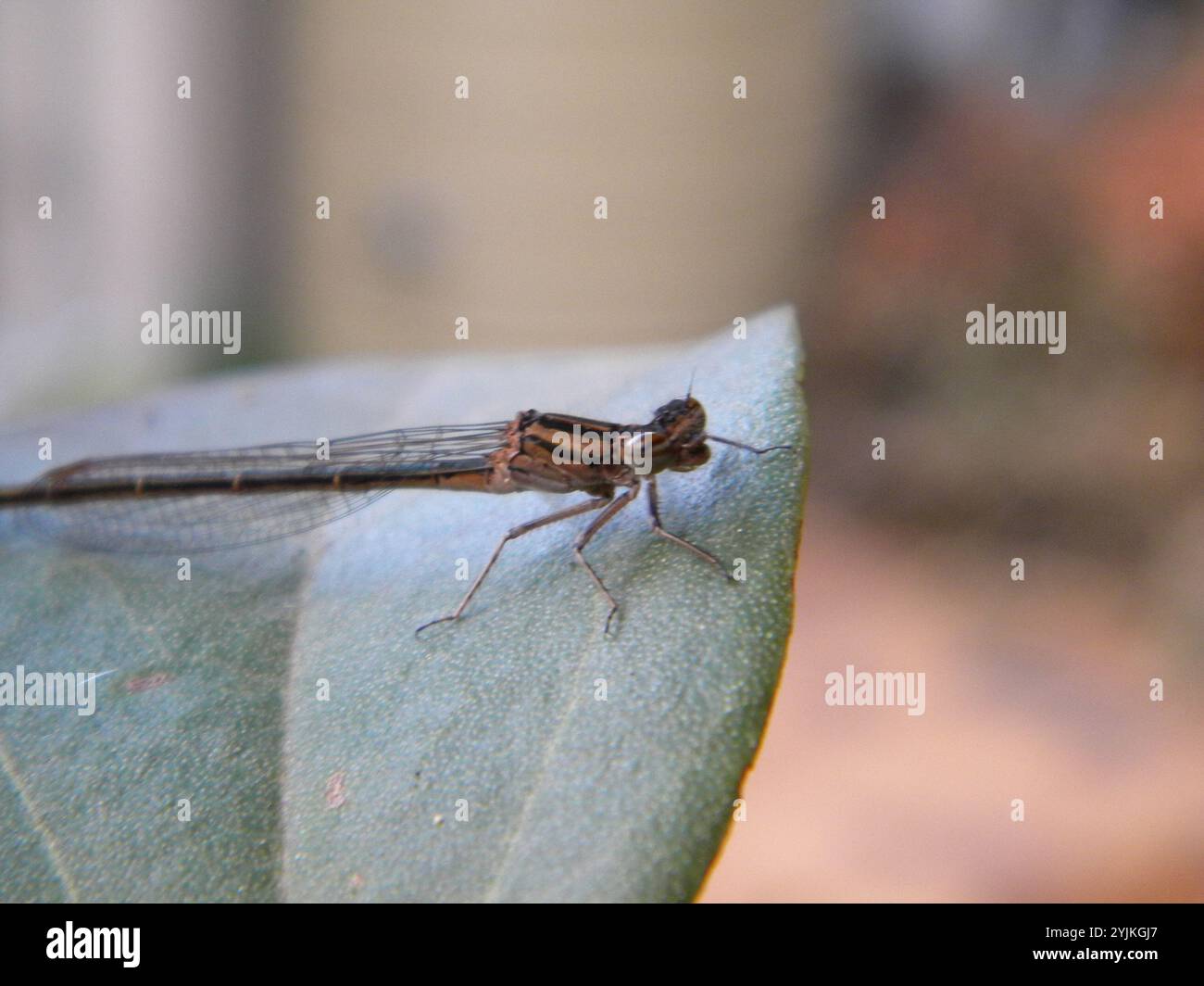 Mountain Sprite (Pseudagrion draconis Stock Photo - Alamy