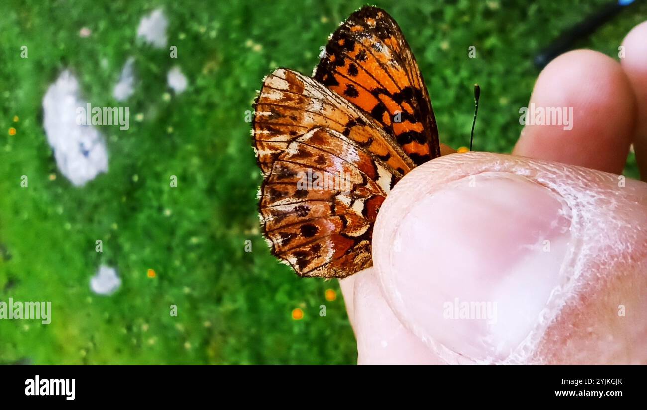 Titania's fritillary hi-res stock photography and images - Alamy