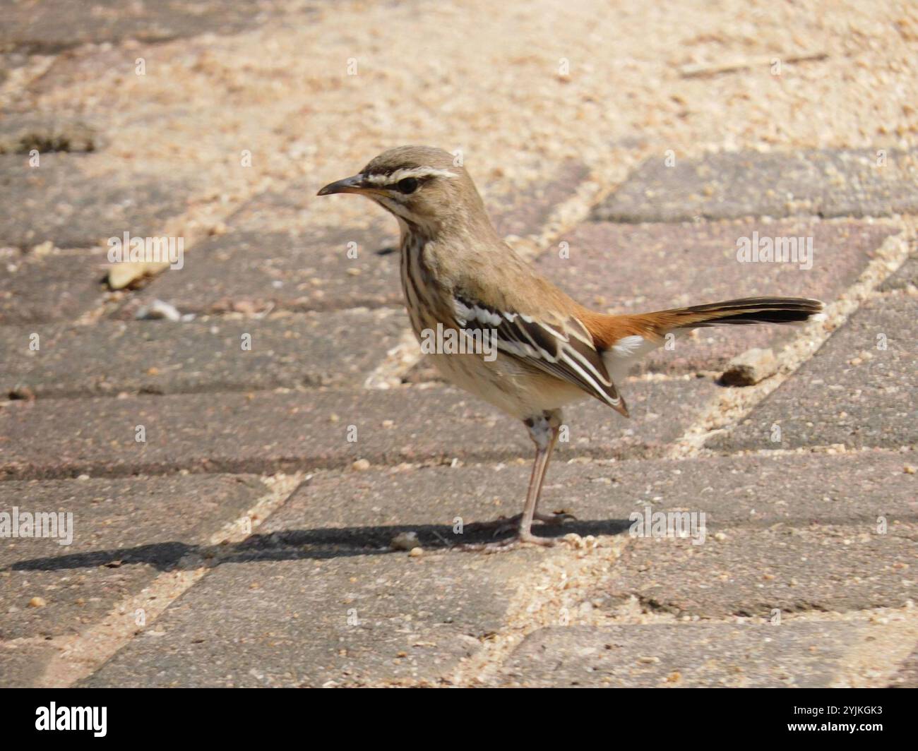 Red-backed Scrub-Robin (Cercotrichas leucophrys Stock Photo - Alamy