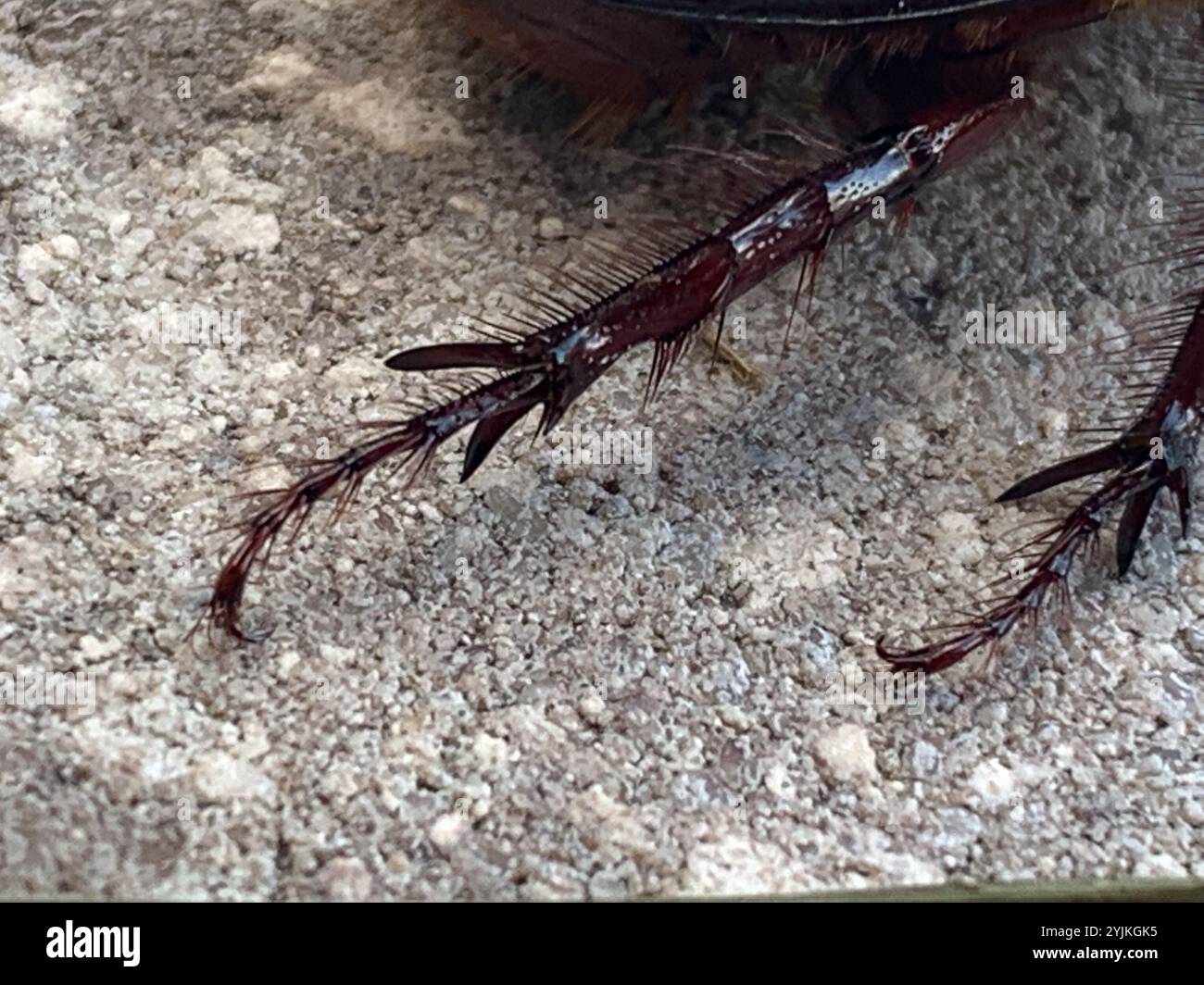Smooth Ox Beetle (Strategus antaeus Stock Photo - Alamy