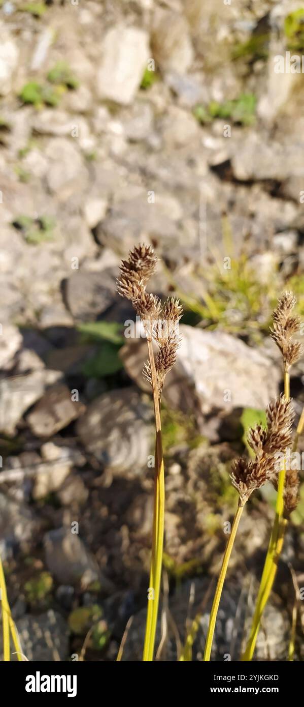 oval sedge (Carex leporina Stock Photo - Alamy