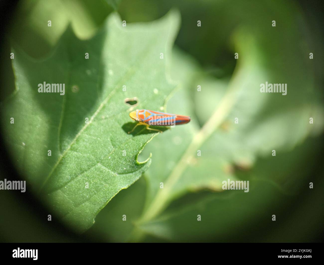 Red-banded Leafhopper (Graphocephala coccinea Stock Photo - Alamy