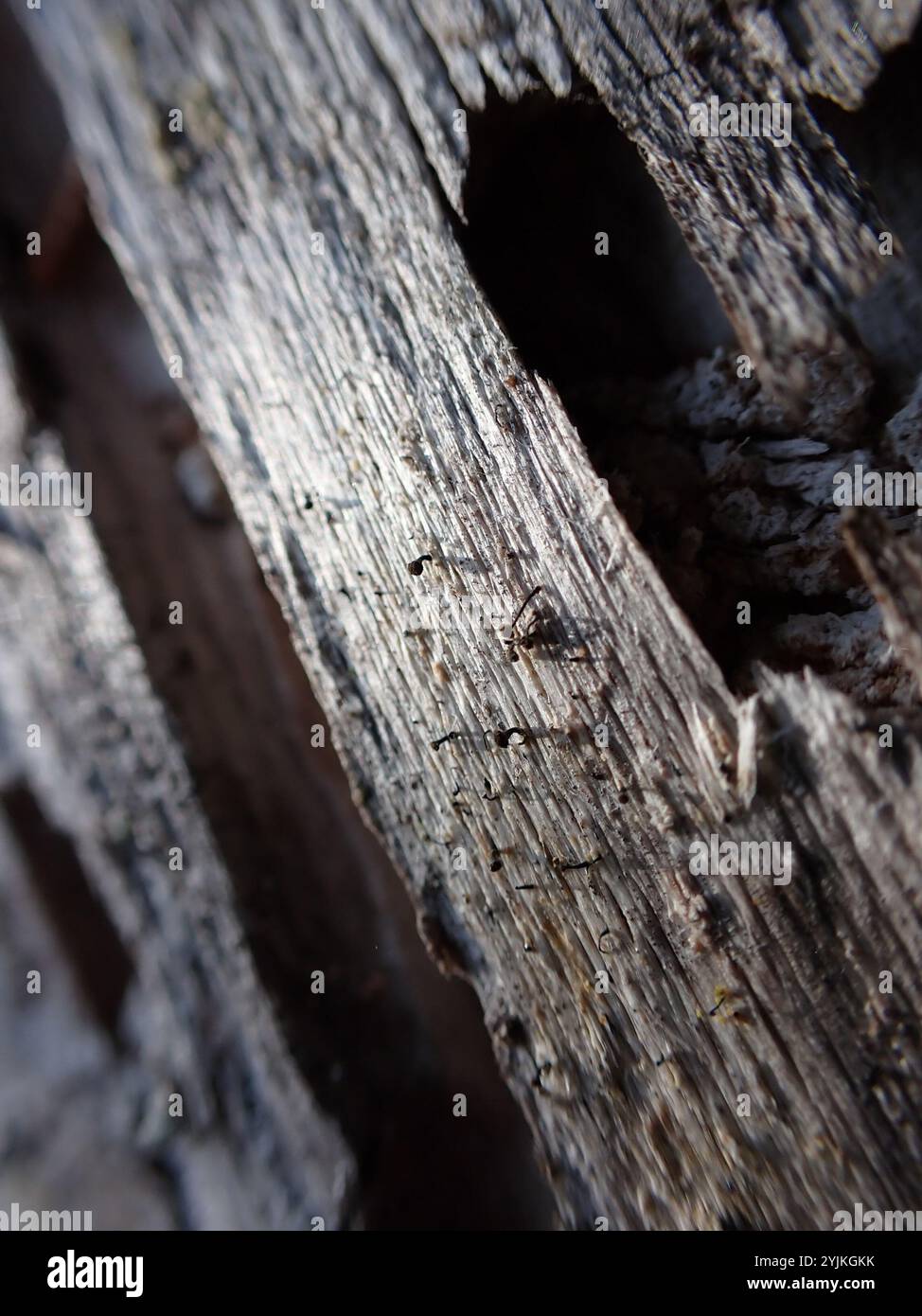 Snag Pin (Mycocalicium subtile Stock Photo - Alamy