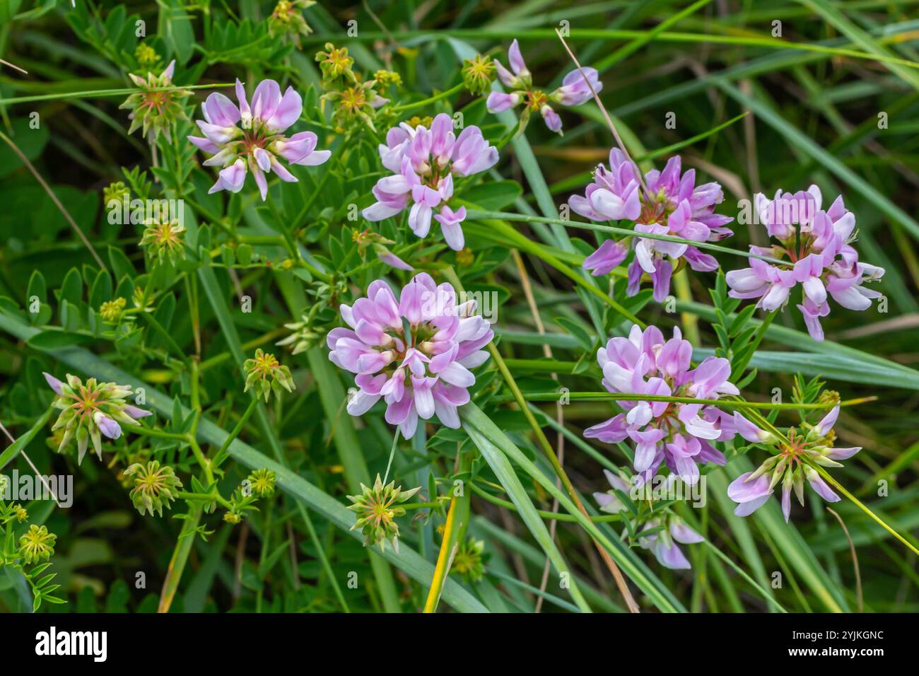 the flowers of Securigera varia - crownvetch, purple crown vetch Stock ...