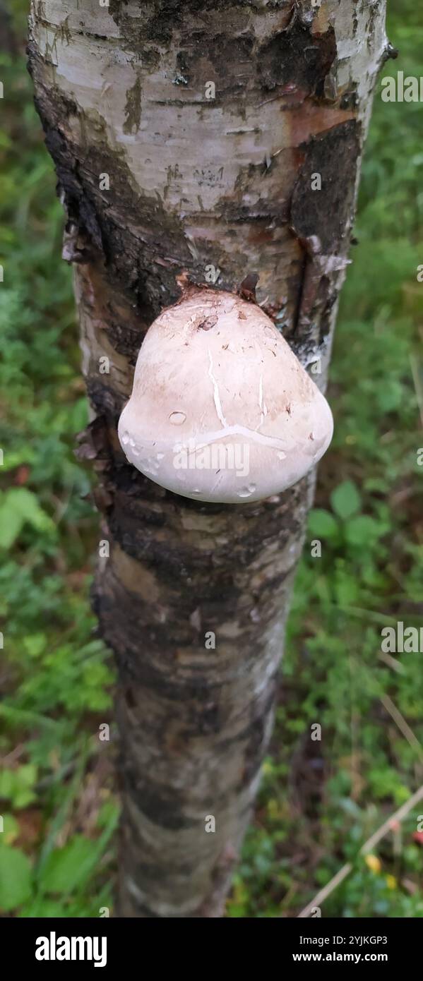 birch polypore (Fomitopsis betulina Stock Photo - Alamy