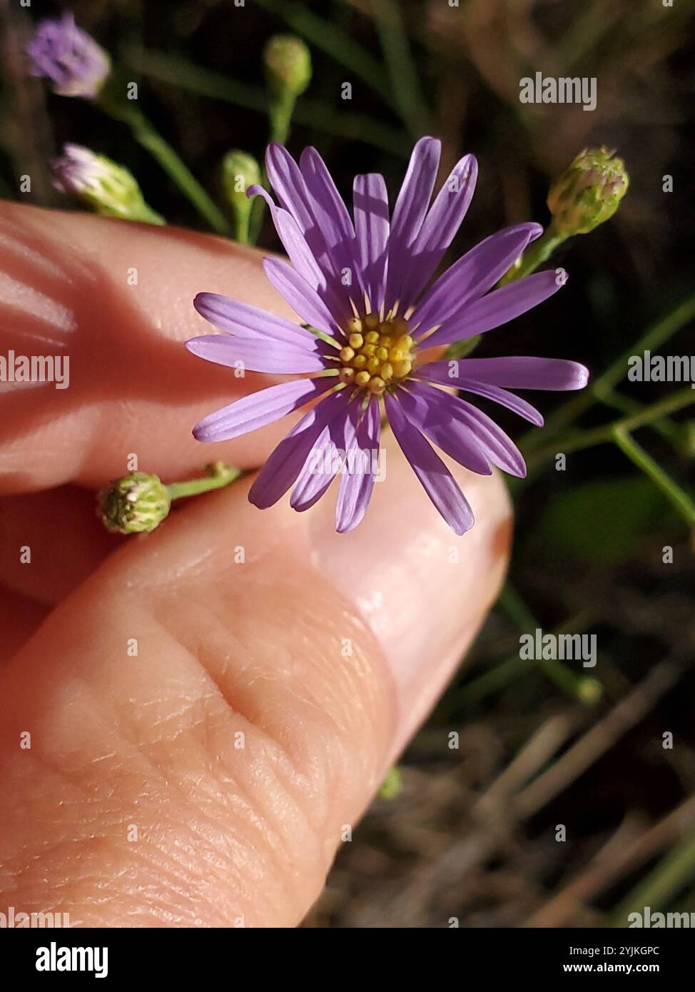 smooth blue aster (Symphyotrichum laeve Stock Photo - Alamy