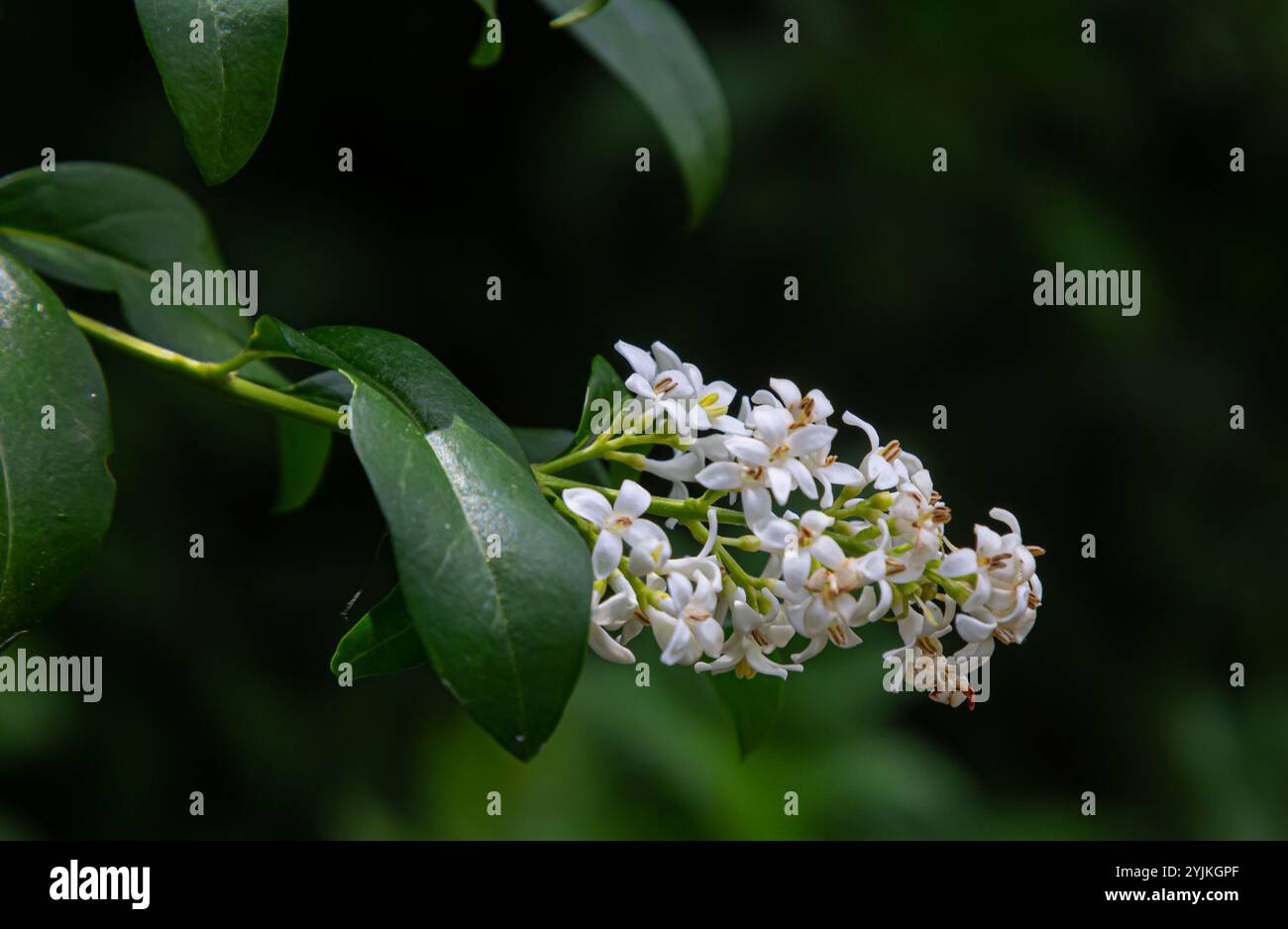 The blossoming bush a privet ordinary Ligustrum vulgare Stock Photo - Alamy