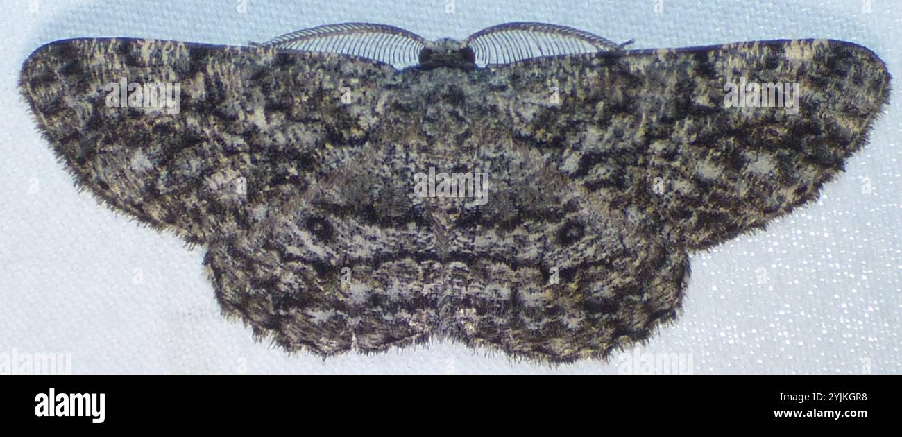 Umber Moth (Hypomecis umbrosaria Stock Photo - Alamy