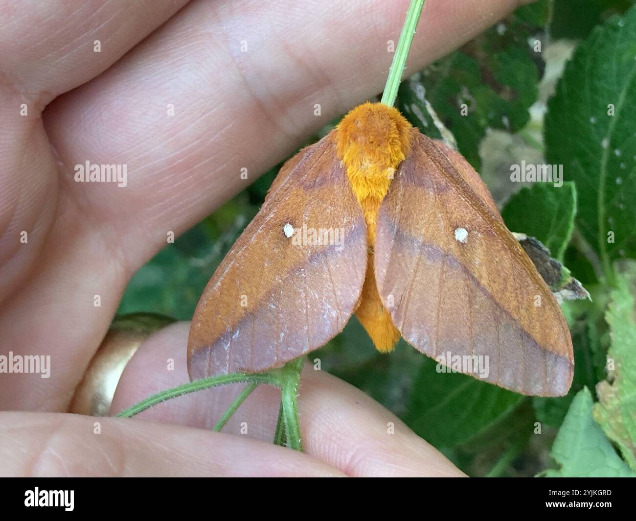 Pink striped oakworm moth hi-res stock photography and images - Alamy