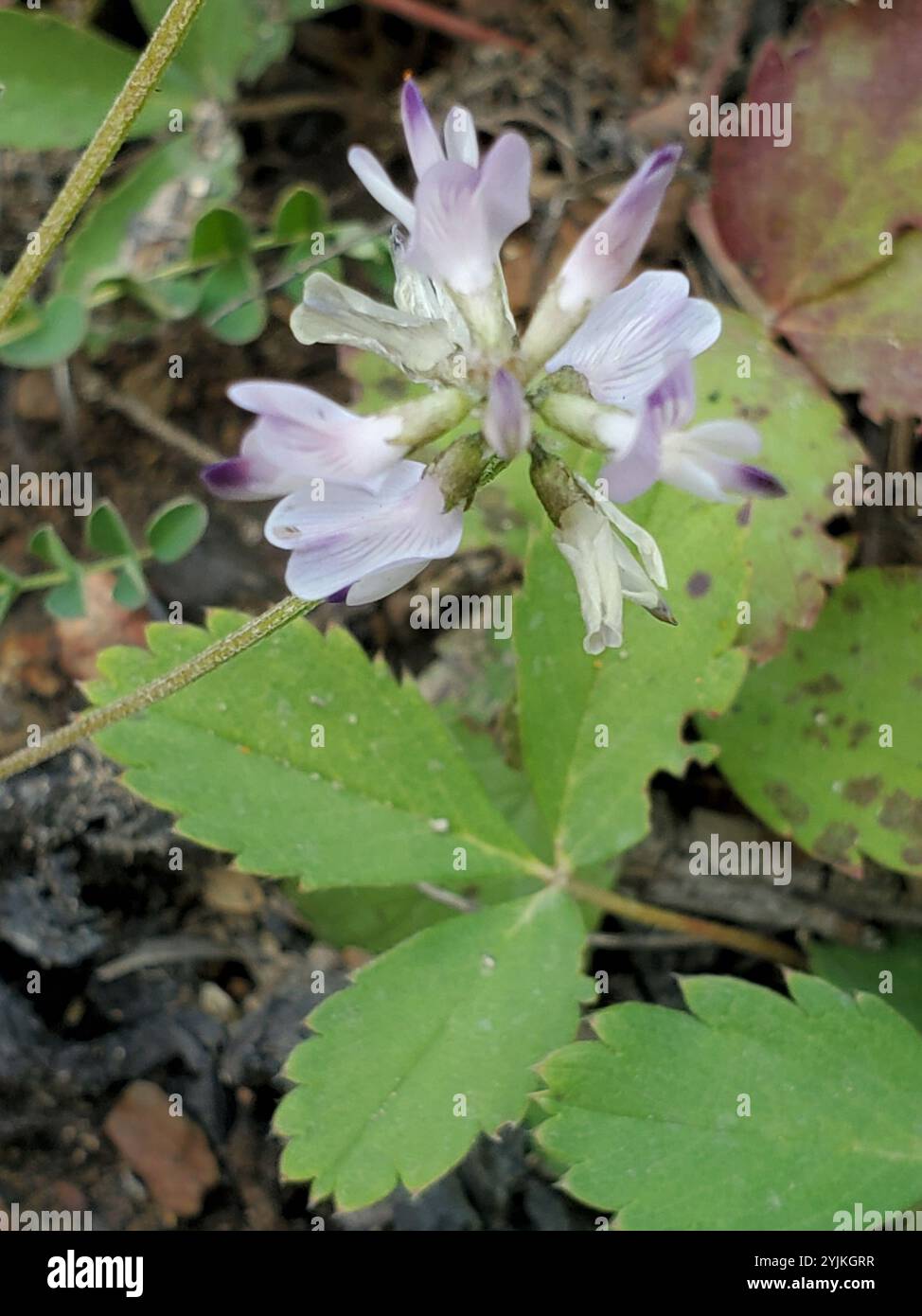 Alpine Milkvetch (Astragalus alpinus Stock Photo - Alamy