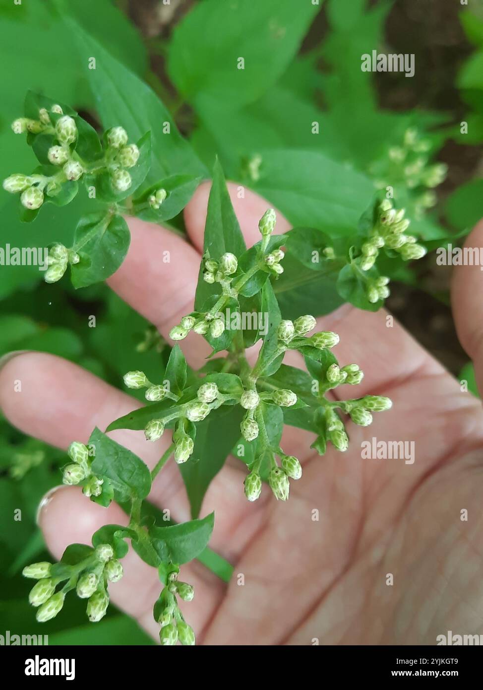 wood asters (Eurybia Stock Photo - Alamy