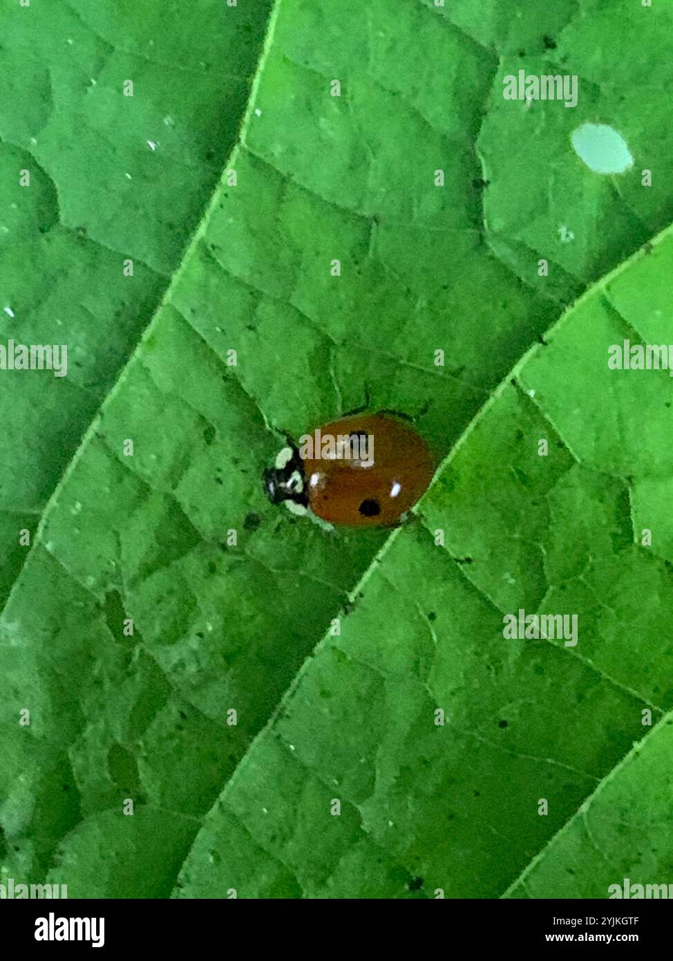 Two-spotted Lady Beetle (Adalia bipunctata Stock Photo - Alamy