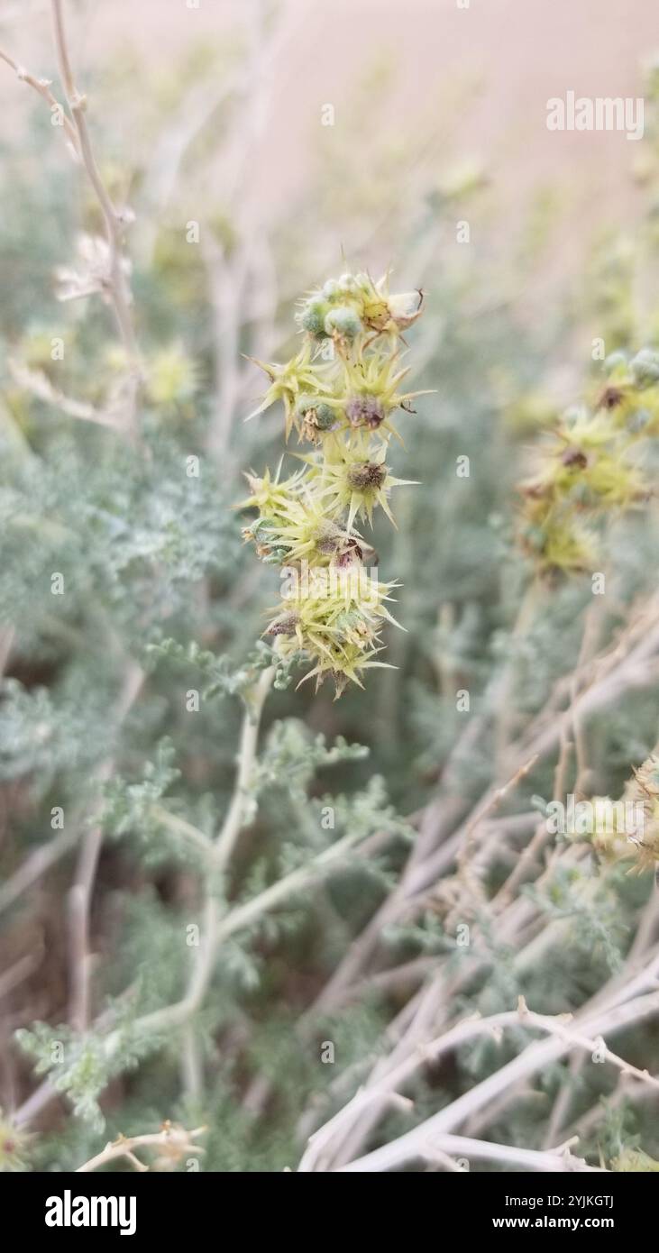 Burrobush (Ambrosia dumosa Stock Photo - Alamy