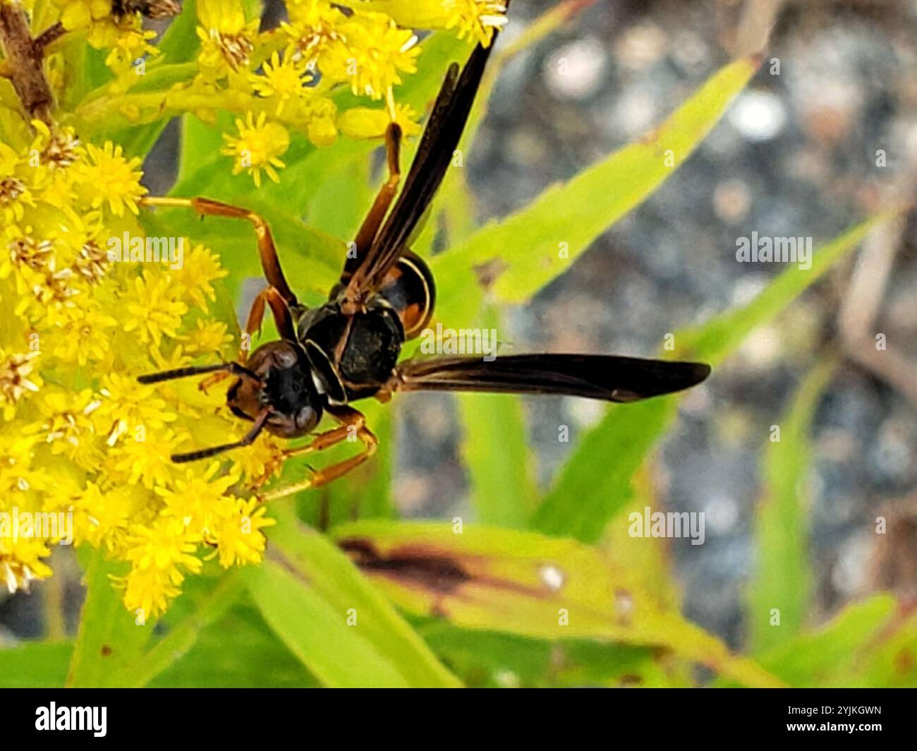 Northern Paper Wasp (Polistes fuscatus Stock Photo - Alamy