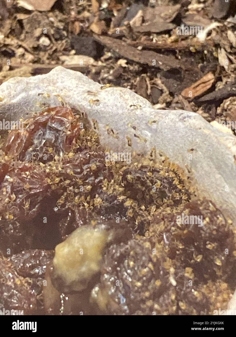 Ghost Ant (Tapinoma melanocephalum Stock Photo - Alamy