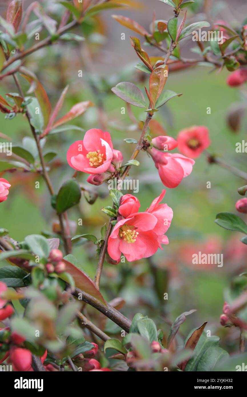 Chinesische Zierquitte, Chaenomeles speciosa Umbilicata,, Chinese ...