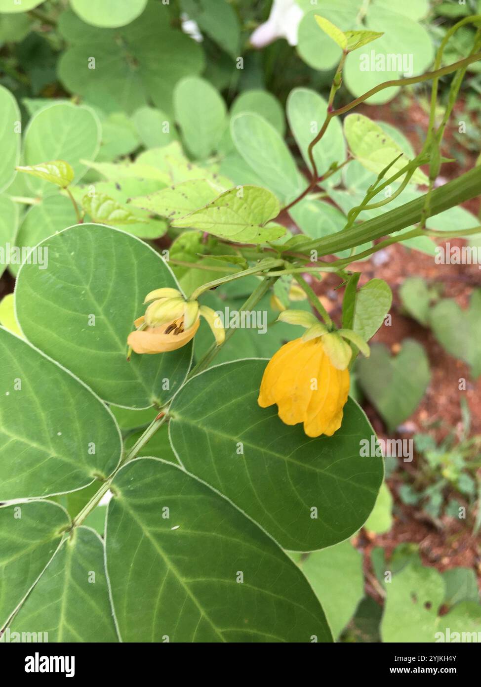 American Sicklepod (Senna obtusifolia Stock Photo - Alamy