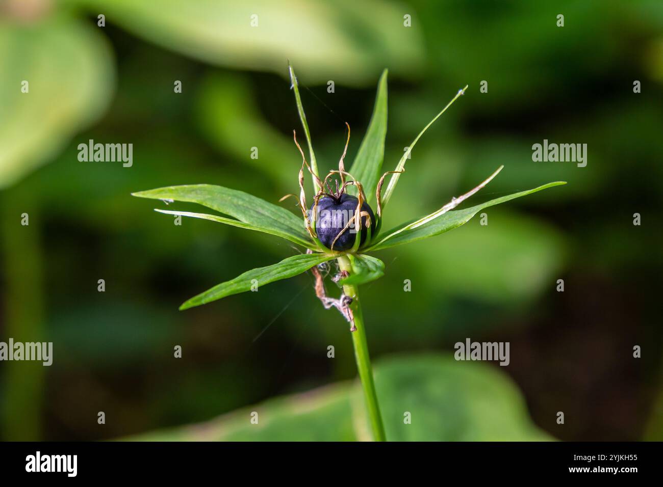 Very poisonous plant Raven's eye four-leaf Paris quadrifolia also known ...