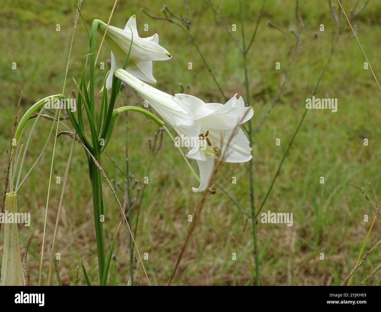 Formosa lily (Lilium formosanum Stock Photo - Alamy