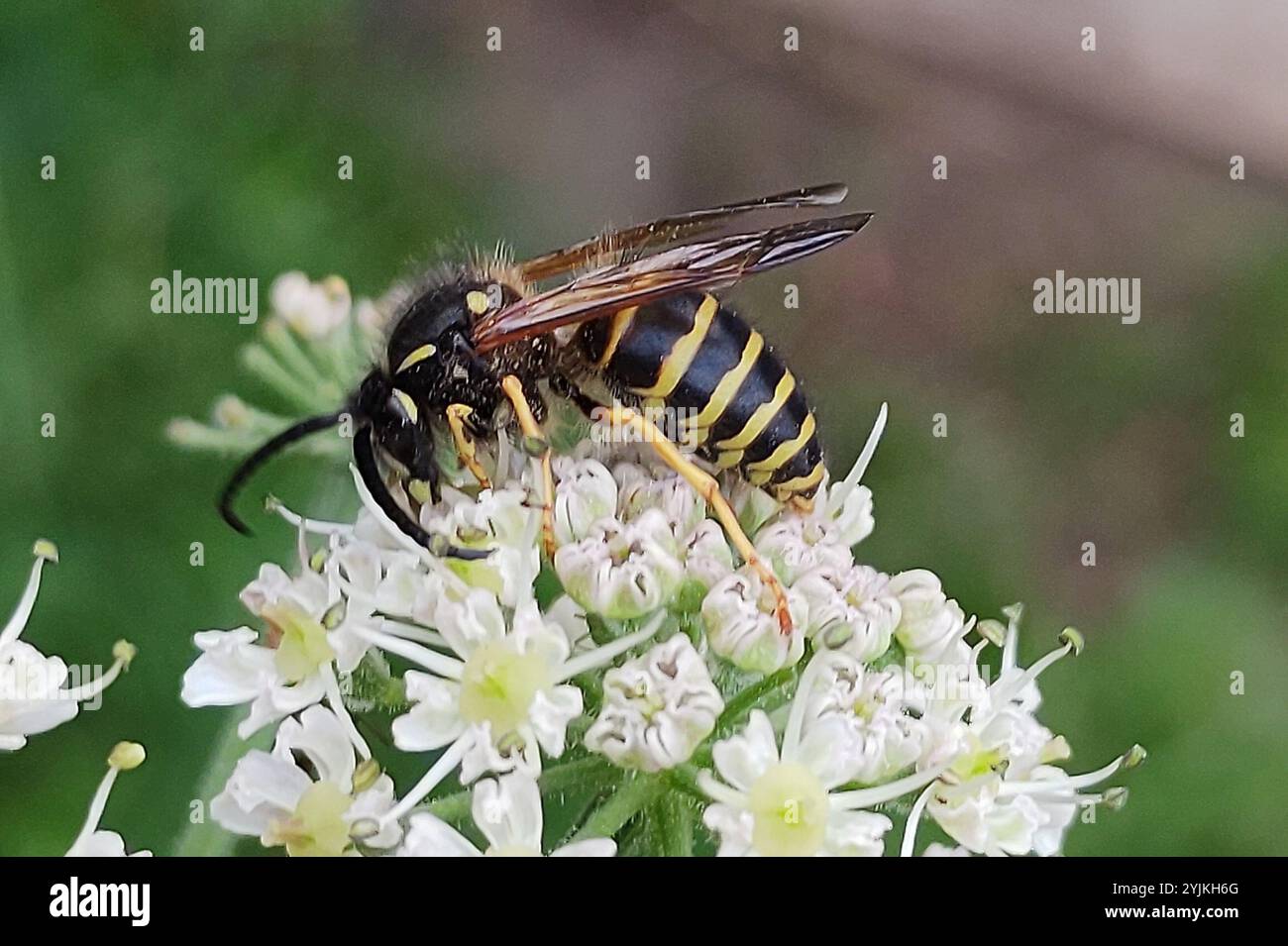 Tree Wasp (Dolichovespula sylvestris Stock Photo - Alamy