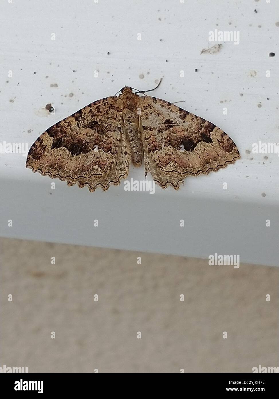 Tissue (Triphosa dubitata Stock Photo - Alamy