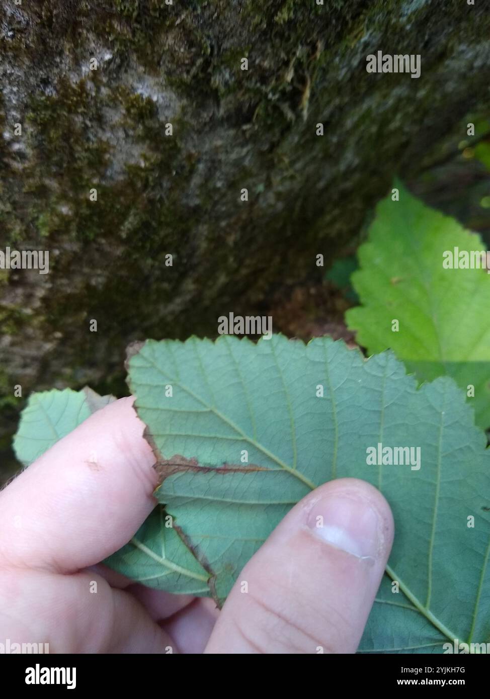 Red Alder (Alnus rubra Stock Photo - Alamy
