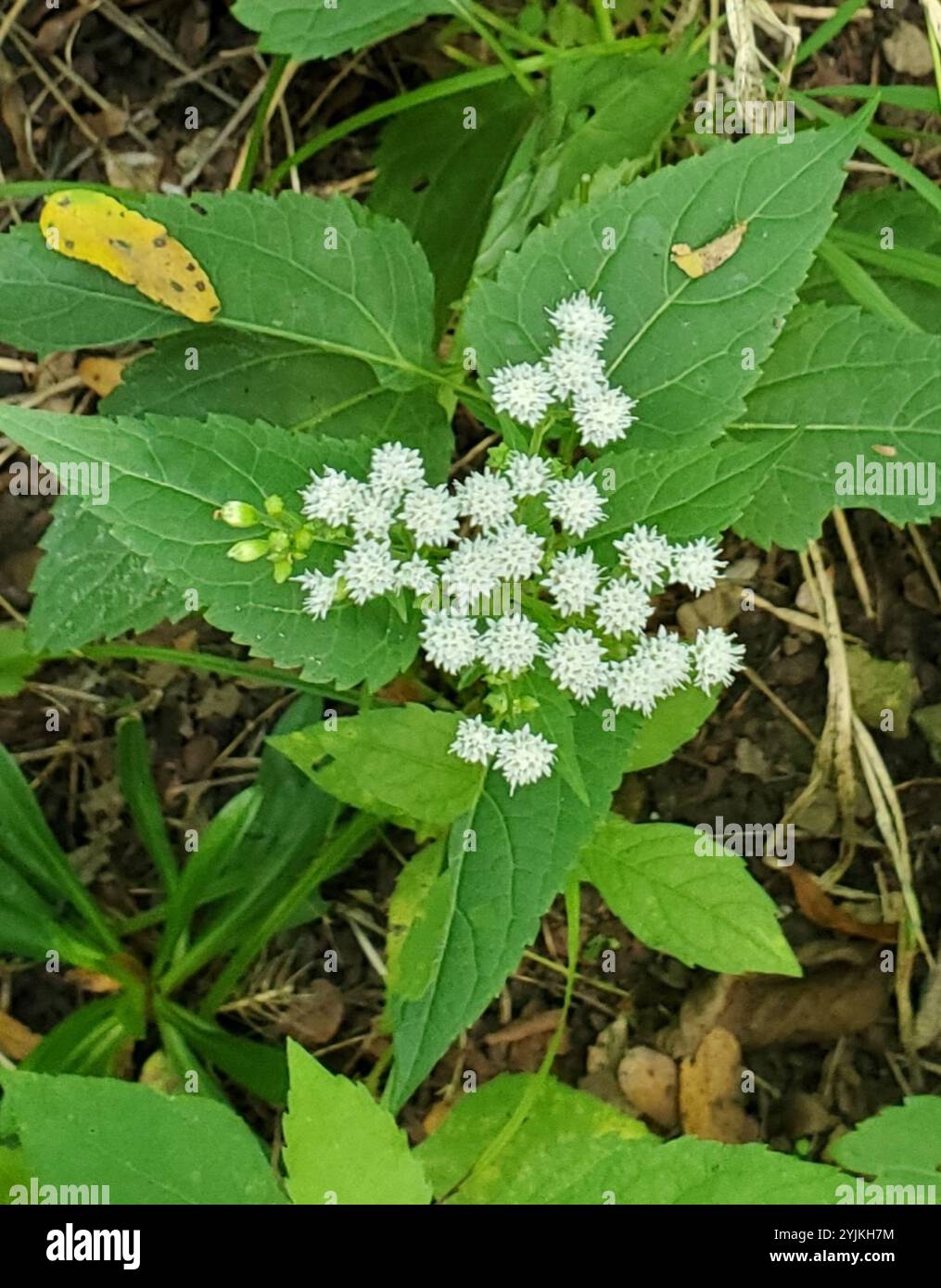 white snakeroot (Ageratina altissima Stock Photo - Alamy