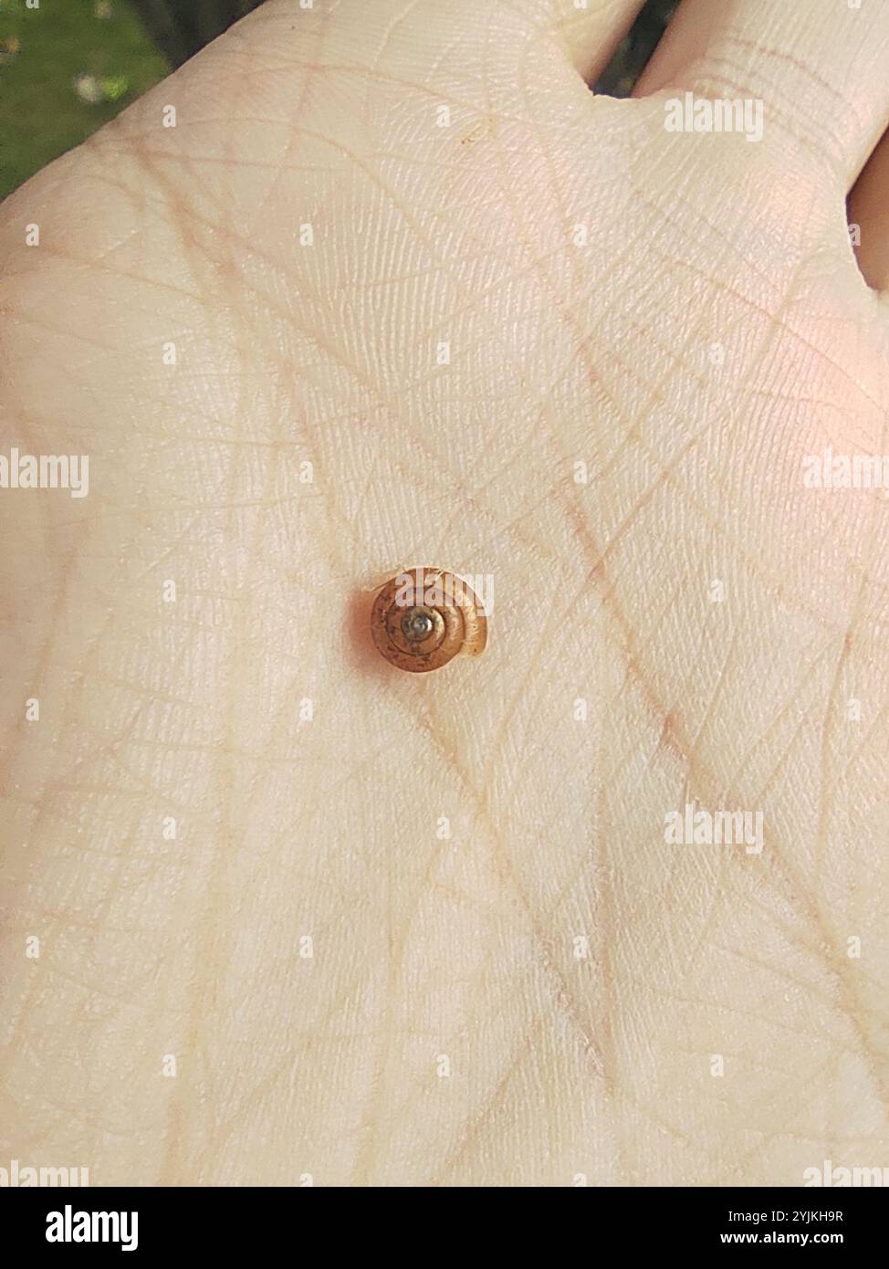 Black Gloss Snail (Zonitoides nitidus Stock Photo - Alamy