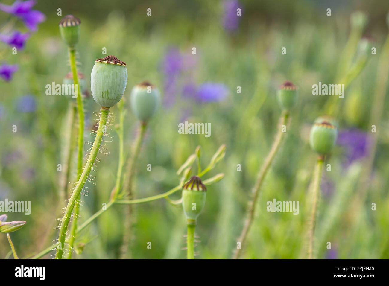 Poppy fruit hi-res stock photography and images - Alamy