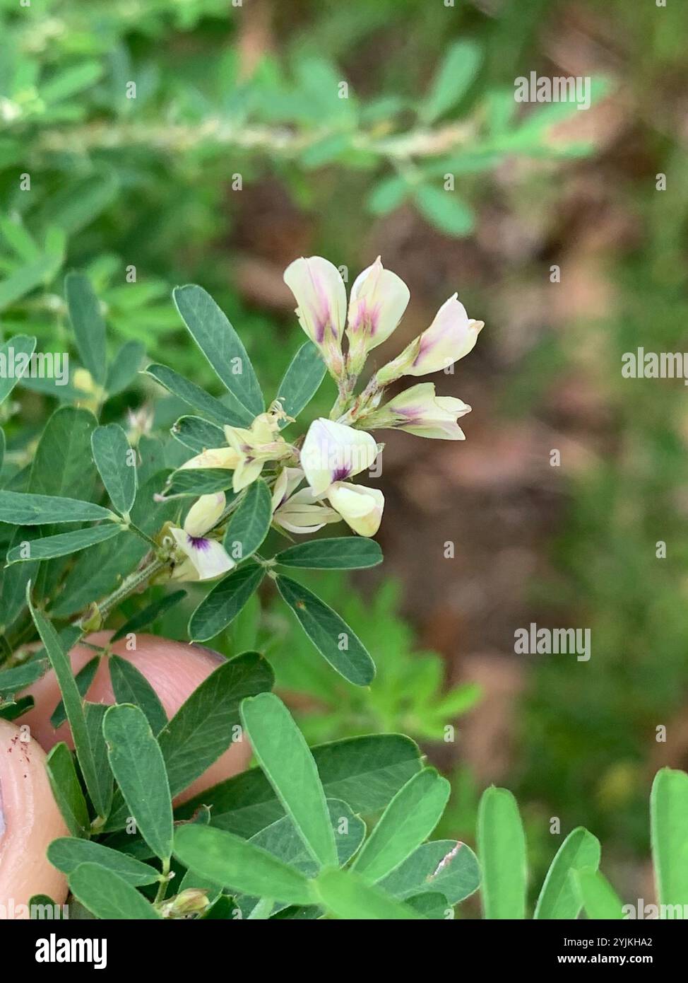 Chinese bushclover (Lespedeza cuneata Stock Photo - Alamy