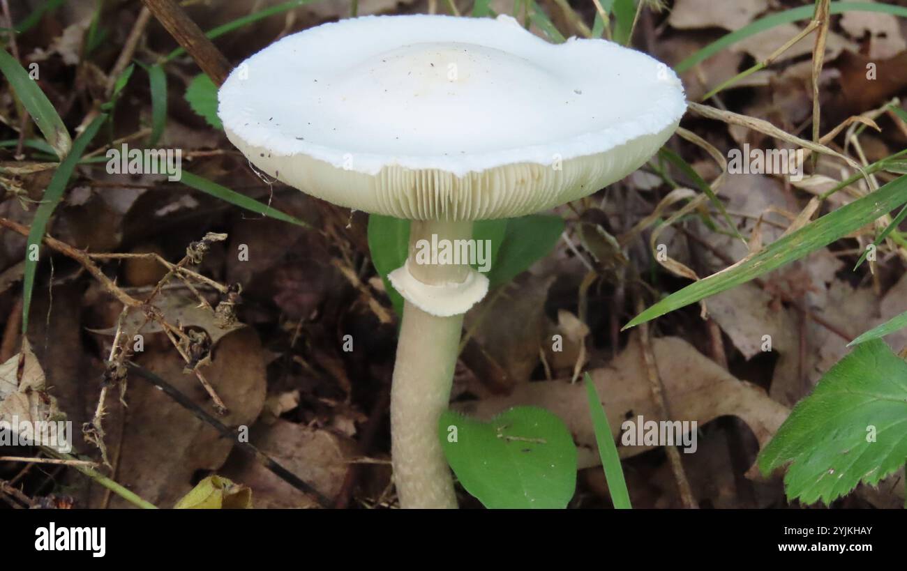 Eastern North American Destroying Angel (Amanita bisporigera Stock ...